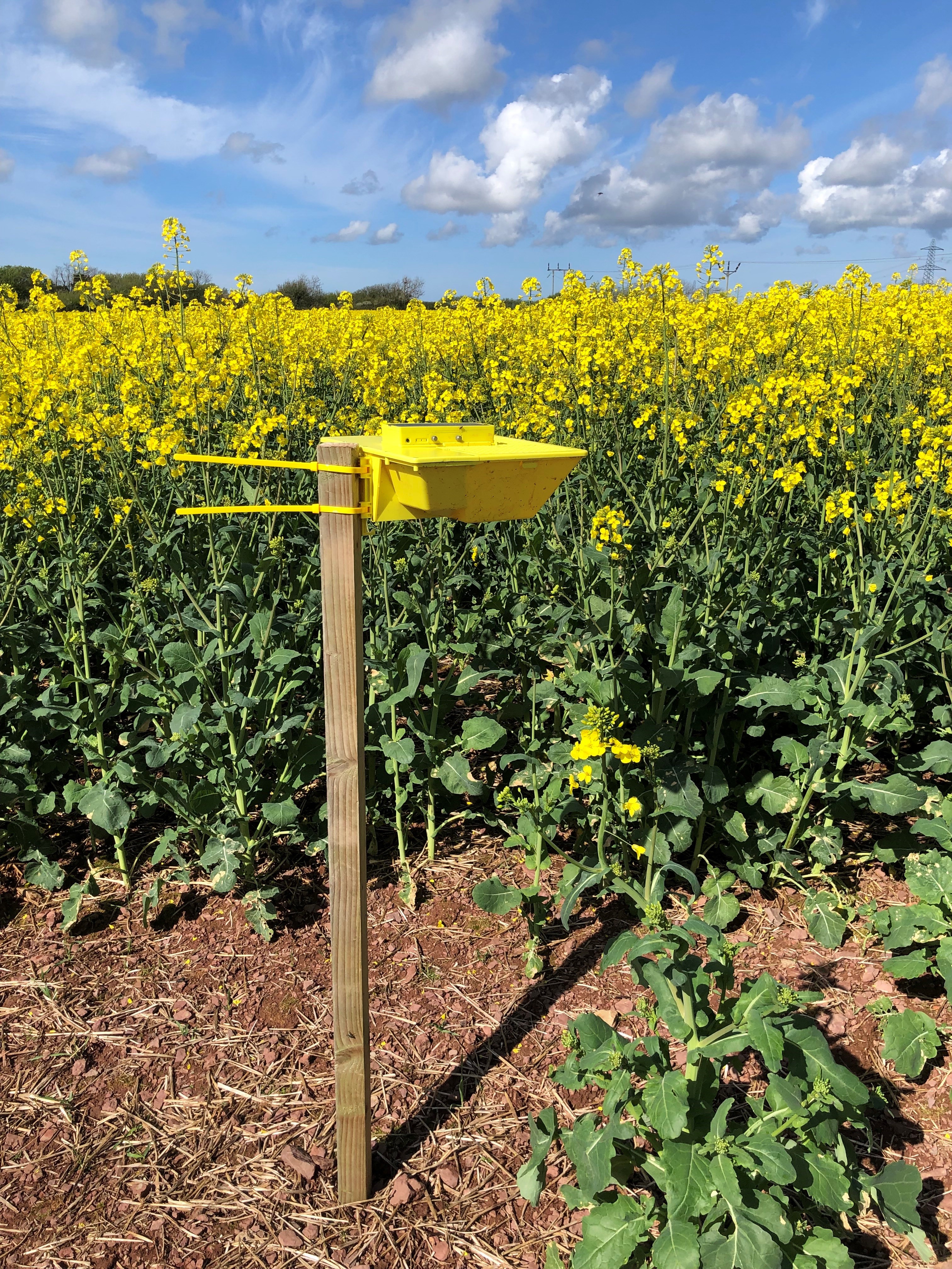 MagicTrap | United Oilseeds | Oilseed Rape